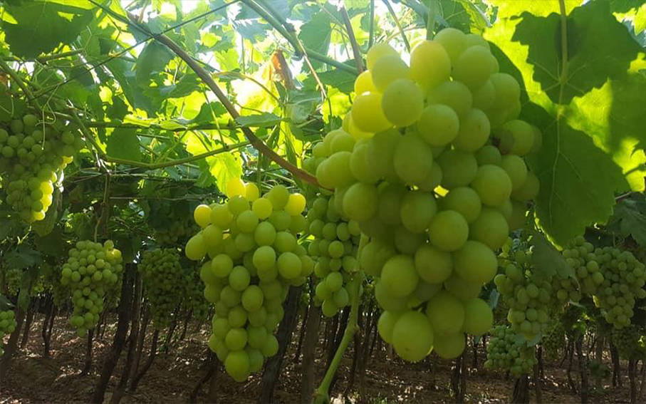 Grapes Exporting Company in EGYPT | HITAC Trading Company