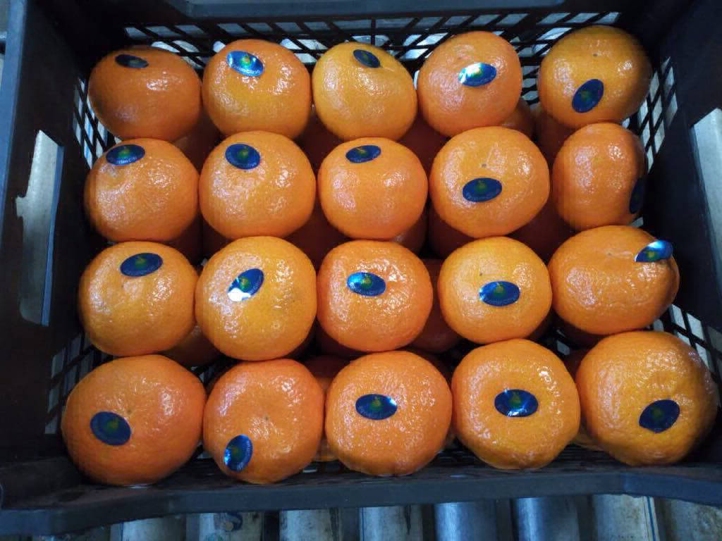 Mandarin Exporting Company in EGYPT | HITAC Trading Company