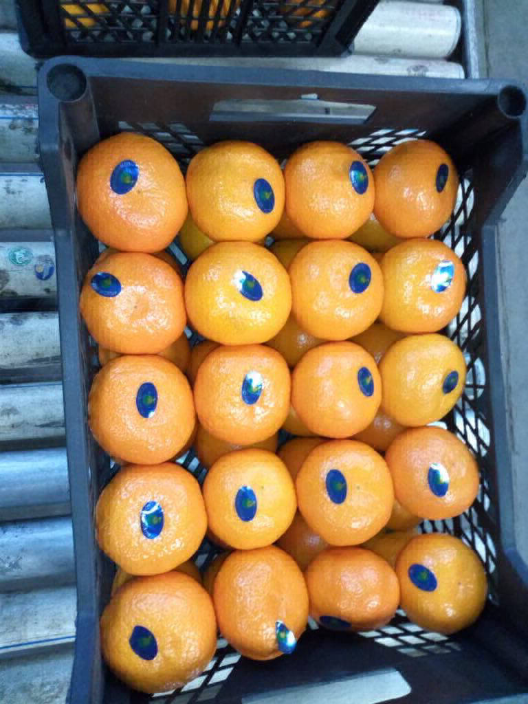 Mandarin Exporting Company in EGYPT | HITAC Trading Company