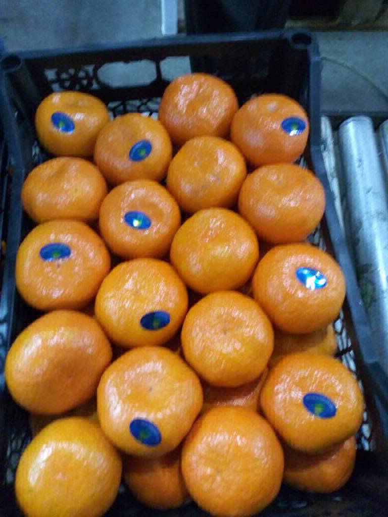 Mandarin Exporting Company in EGYPT | HITAC Trading Company