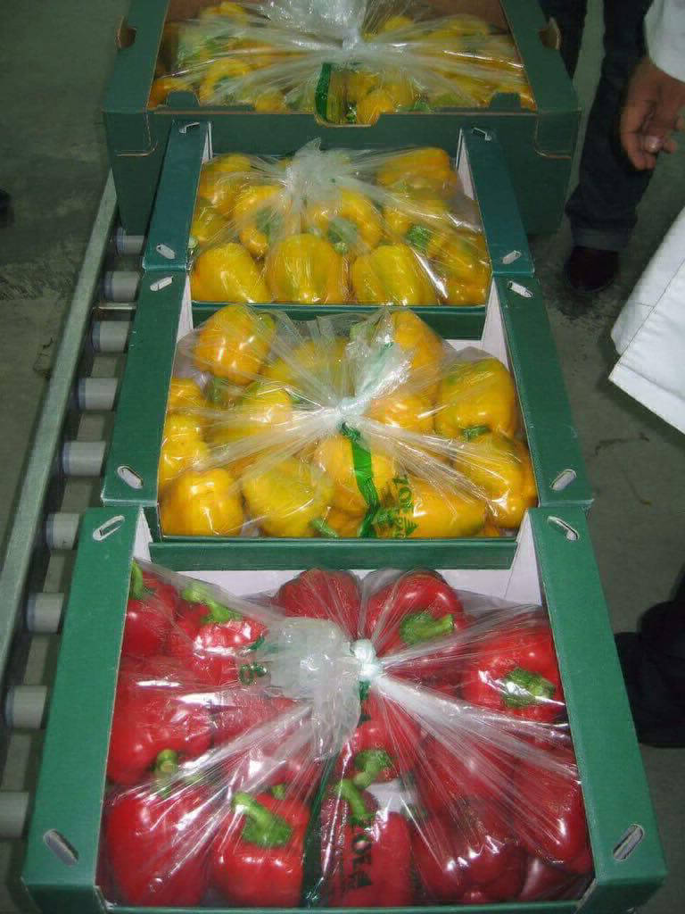 Pepper Colors Exporting Company in EGYPT | HITAC Trading Company