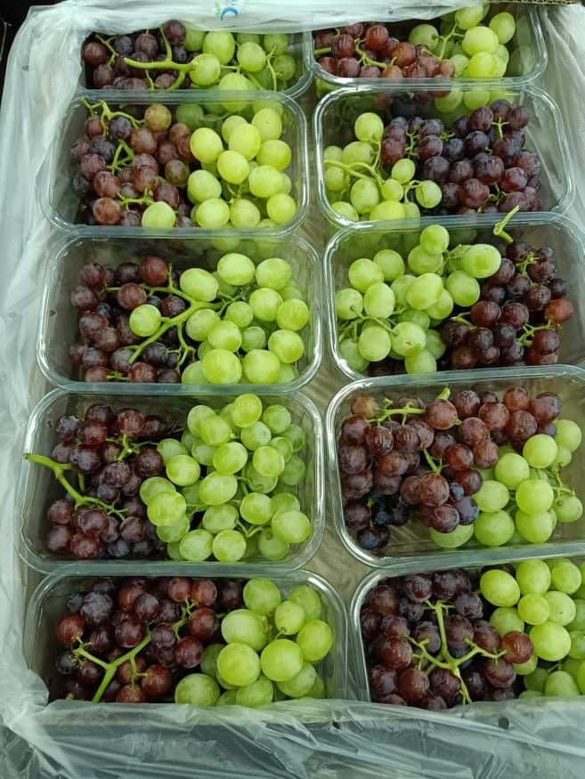 Grapes for export |Egyptian Grapes exporters | HITAC TRADING