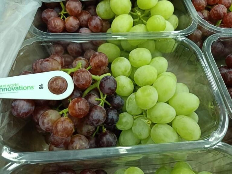 Egyptian Grapes for export | exporters | Suppliers | Red | Black ...