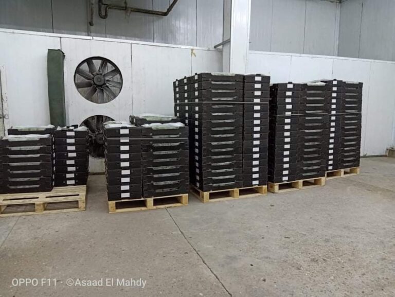 Egyptian Grapes for export | exporters | Suppliers | Red | Black ...