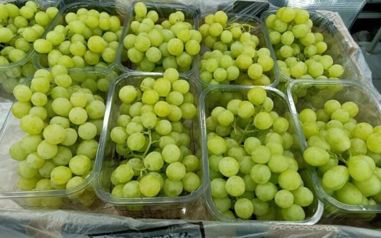 Egyptian Grapes for export | exporters | Suppliers | Red | Black ...