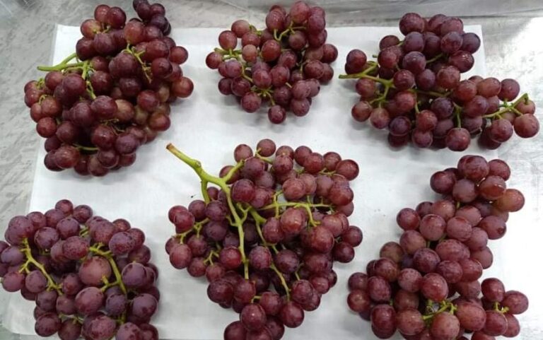 Egyptian Grapes for export | exporters | Suppliers | Red | Black ...